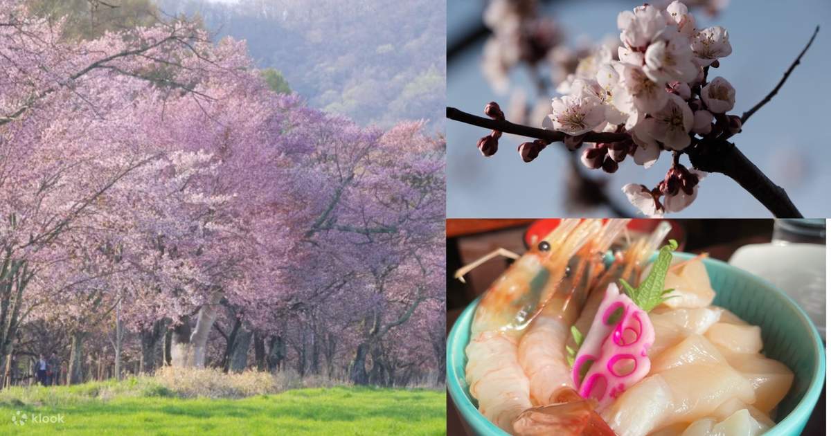 삿포로와 시즈나이 사쿠라와 함께하는 일일 버스 투어 클룩 Klook 한국